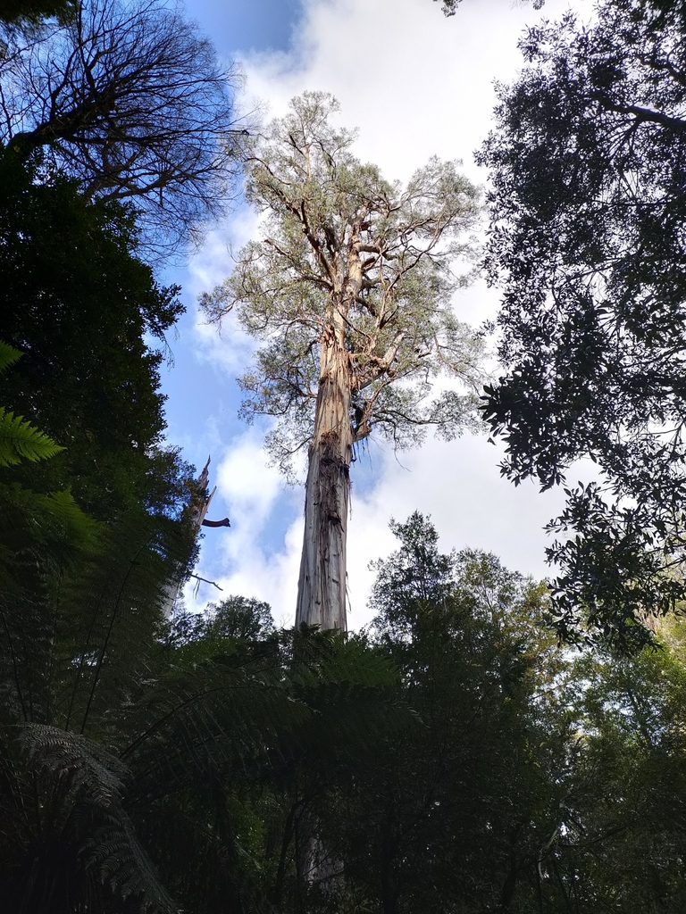 Australian Mountain Ash from Warburton VIC 3799, Australia on April 12 ...
