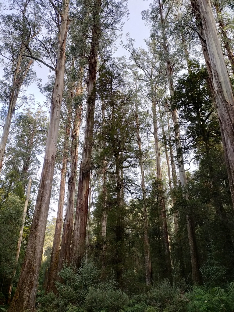 Australian Mountain Ash from Warburton VIC 3799, Australia on April 12 ...