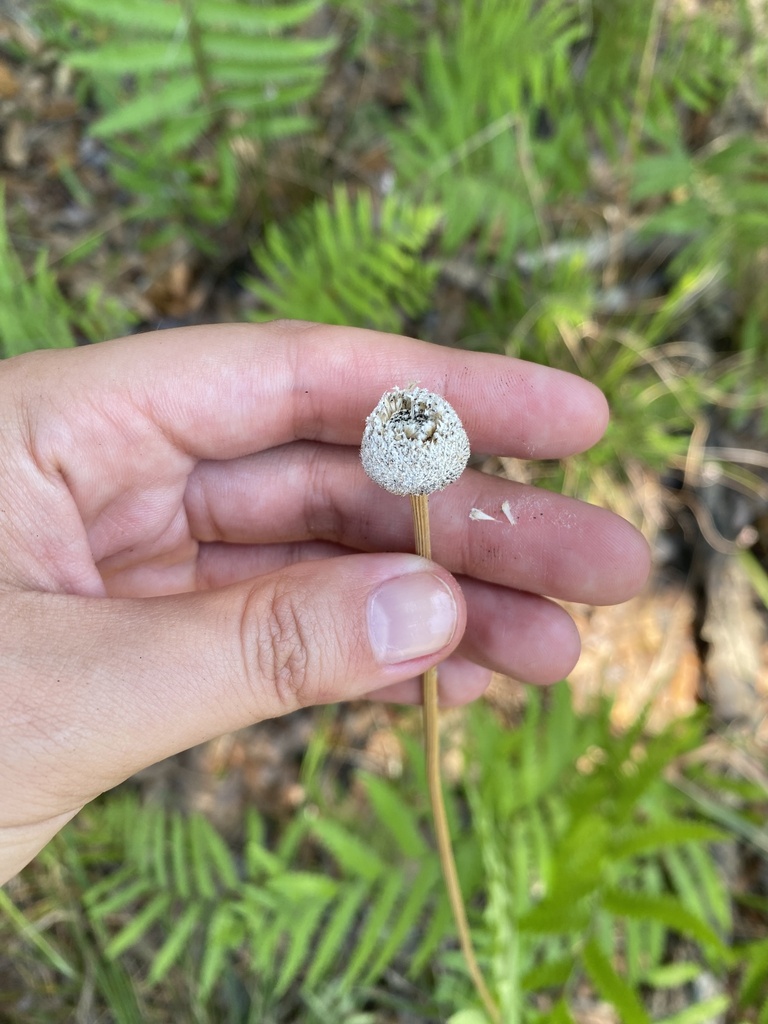 ten-angled pipewort from Lakeland, FL, US on April 18, 2024 at 02:01 PM ...