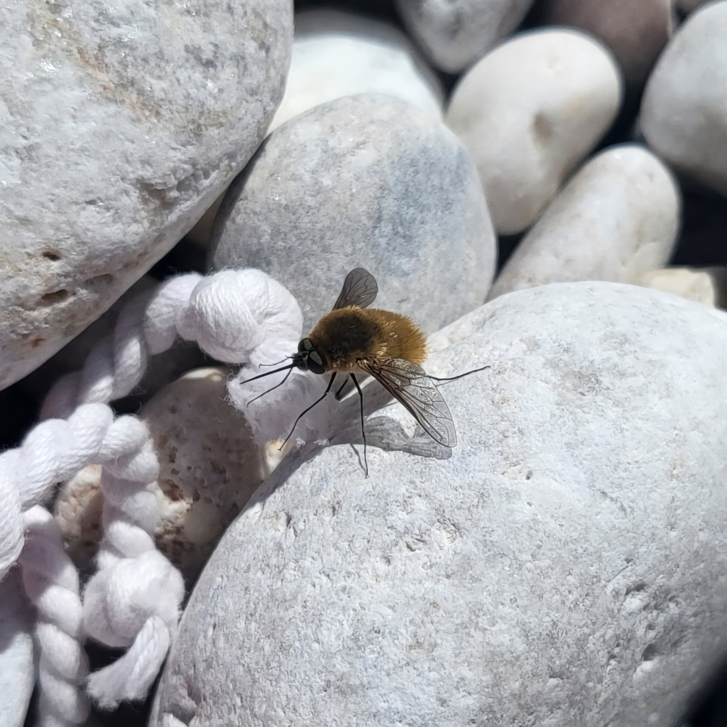 Woolly Bee Flies from Seitan limania, Akrotiri, Grecia on April 20 ...