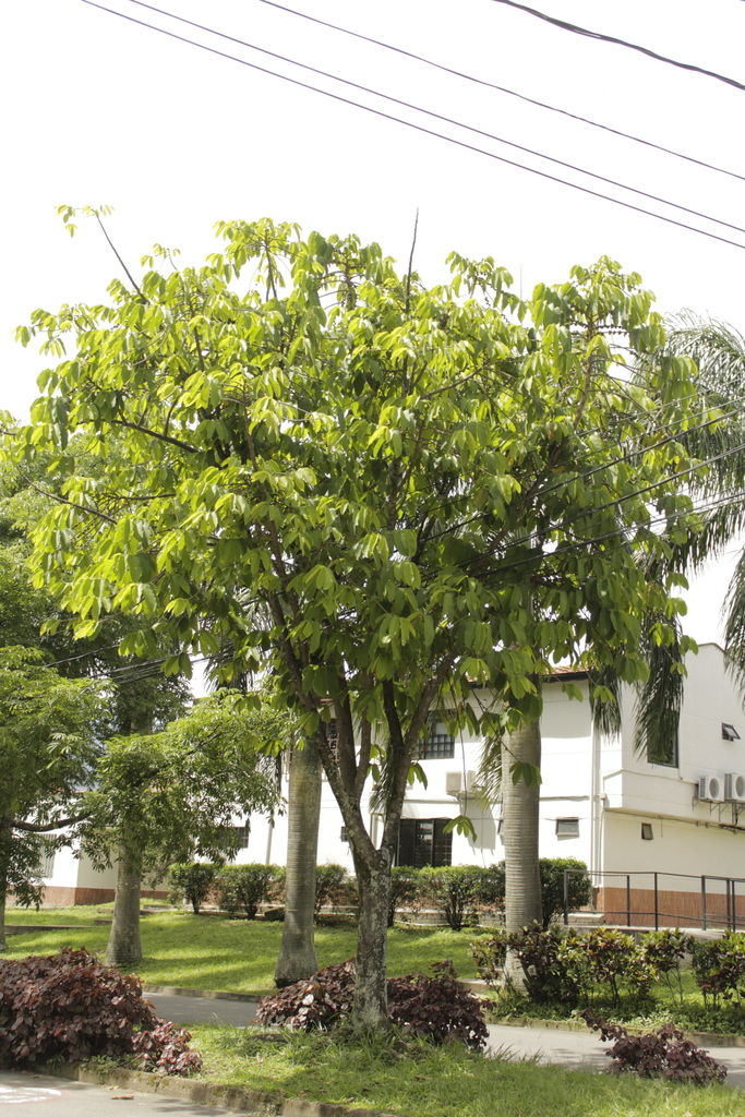 Panama rubber tree from Caribe, Medellín, Medellin, Antioquia, Colombia ...