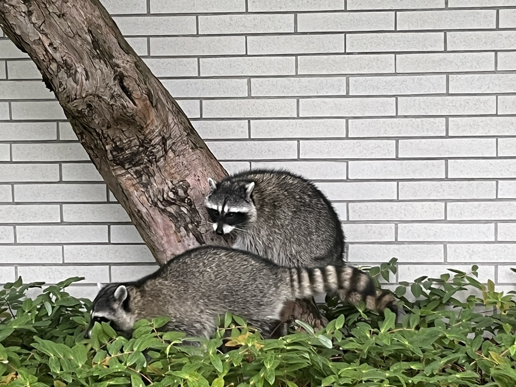 Common Raccoon from The University of British Columbia, Greater ...
