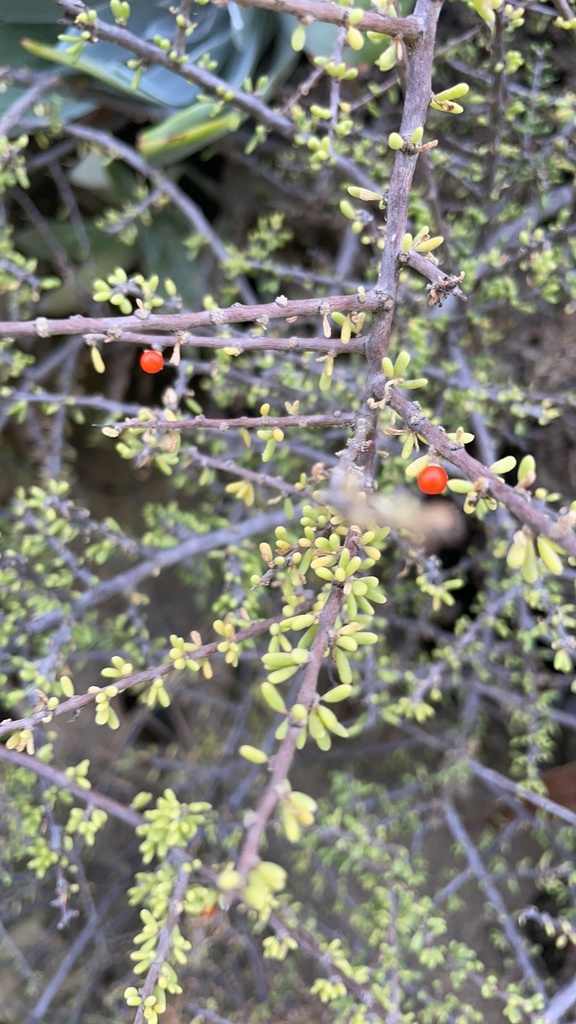California boxthorn from Batiquitos Lagoon Nature Trail, Carlsbad, CA ...