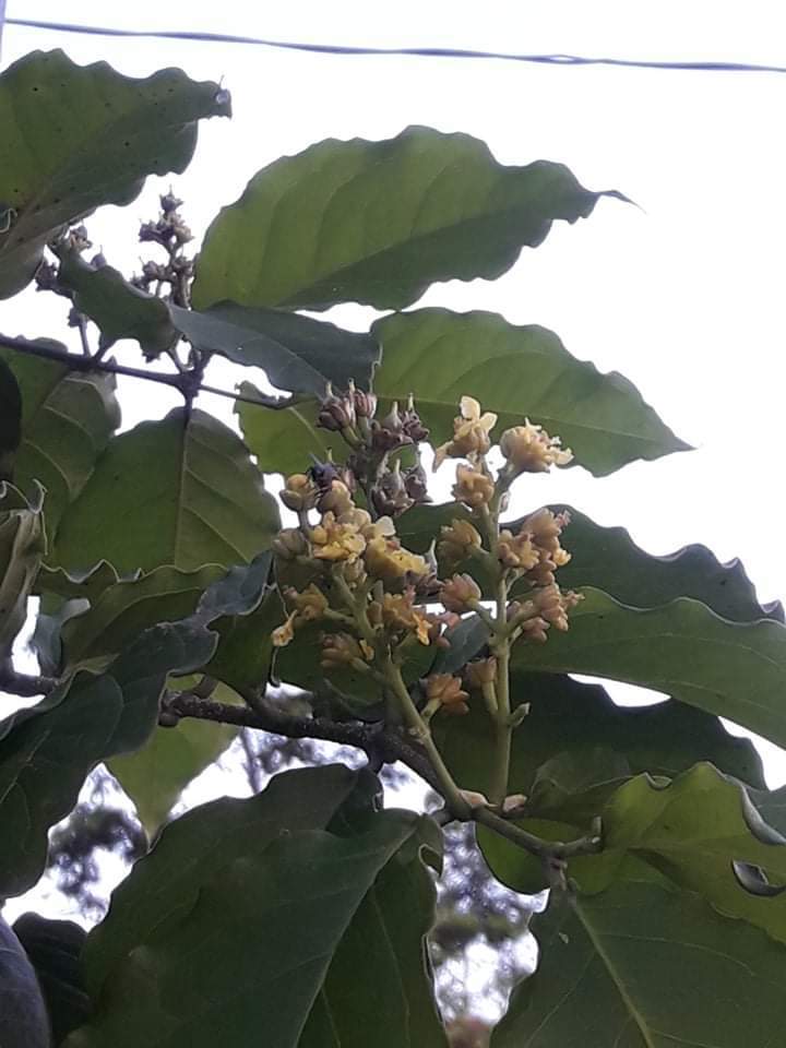 Taraire from Cacique Beto y Luis Eladio Davila _ Barrio Las Palmas Tena ...