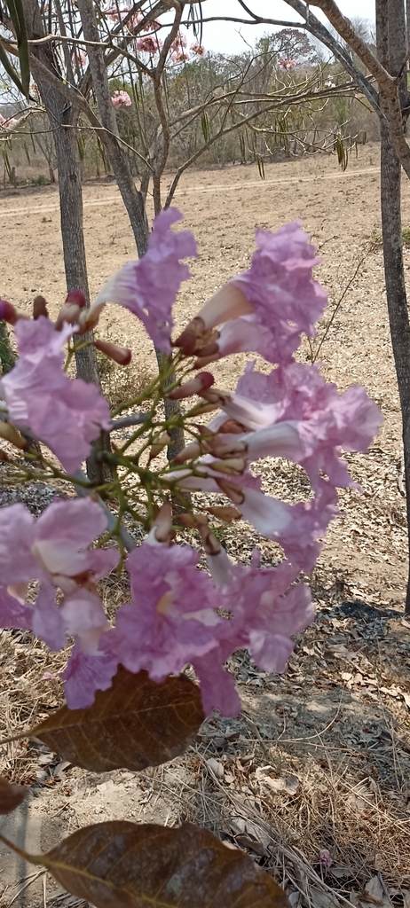 Pink poui from 41955 Gro., México on April 20, 2024 at 11:00 AM by Luis ...