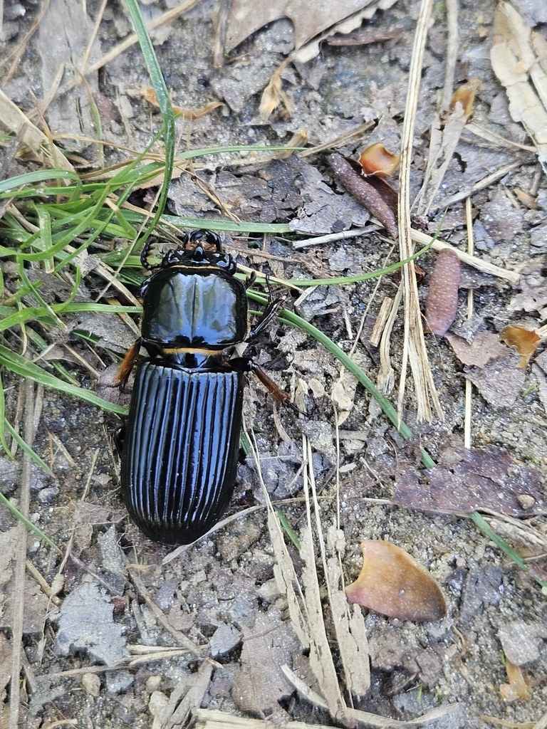 Horned Passalus Beetle from Carroll County, US-MD, US on April 20, 2024 ...