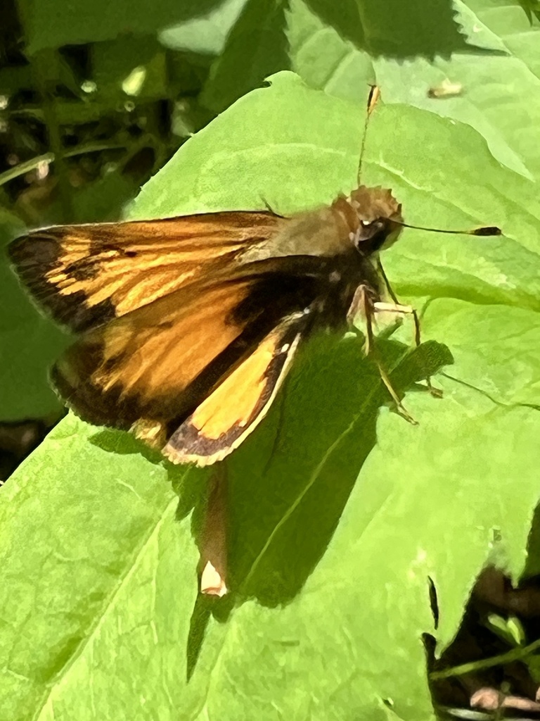 Zabulon Skipper from Cookeville, TN, US on April 20, 2024 at 11:36 AM ...
