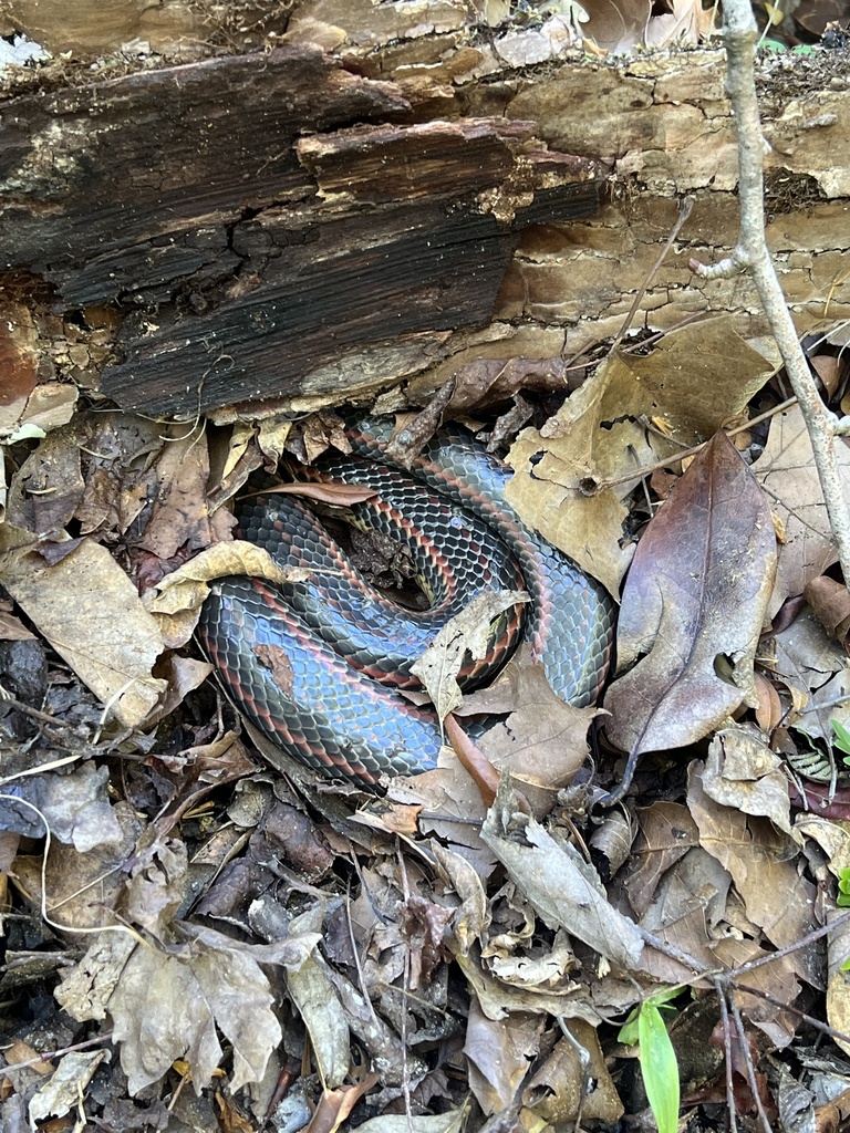 Rainbow Snake in April 2024 by Jack Stone · iNaturalist