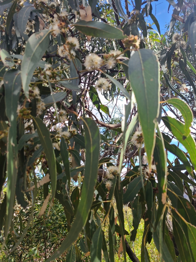 eucalyptus from Pentland Hills VIC 3341, Australia on April 21, 2024 at ...