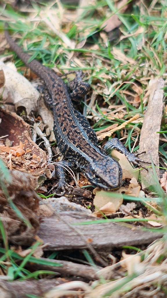 Common Painted Smooth-throated Lizard from Quellón, Los Lagos, Chile on ...