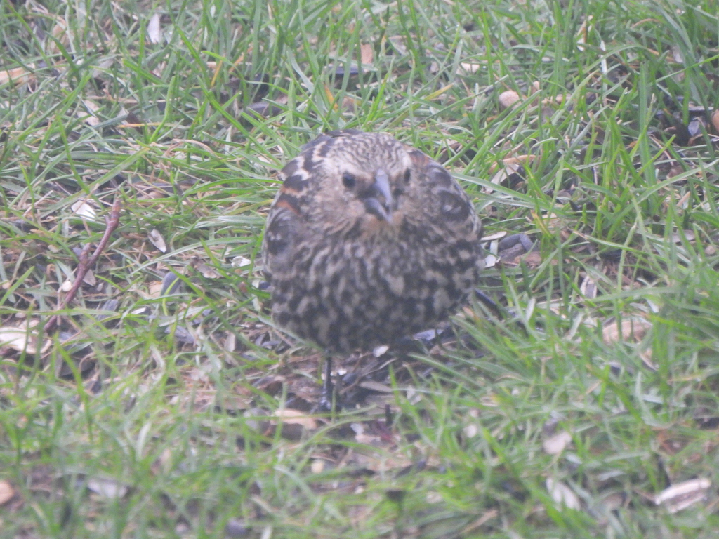 Red-winged Blackbird from Orillia, ON, Canada on April 19, 2024 at 07: ...