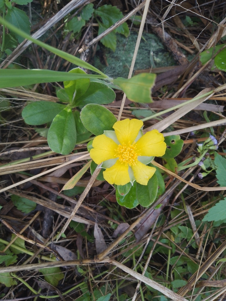 Climbing Guinea flower from Moore Park Beach QLD 4670, Australia on April 21, 2024 at 11:39 AM ...