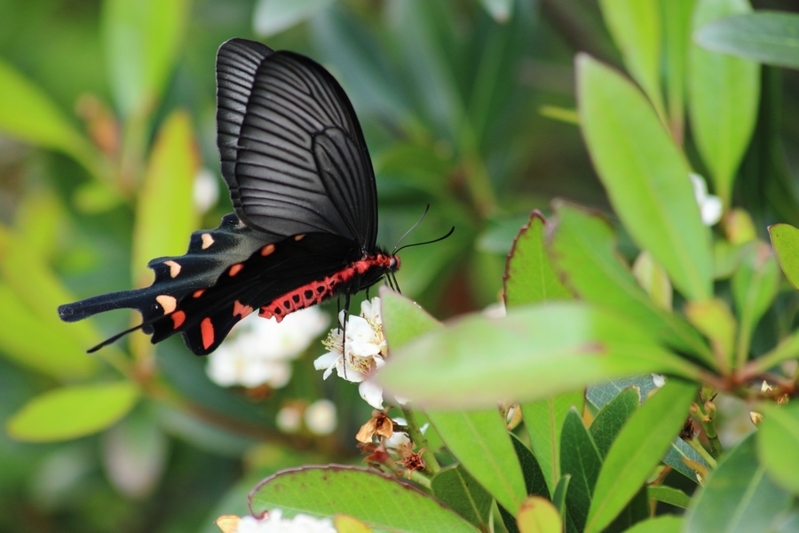 Atrophaneura alcinous loochooana from Maedomari, Iheya, Shimajiri ...
