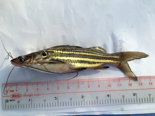 Mystic Mystus (Mystus mysticetus) · iNaturalist