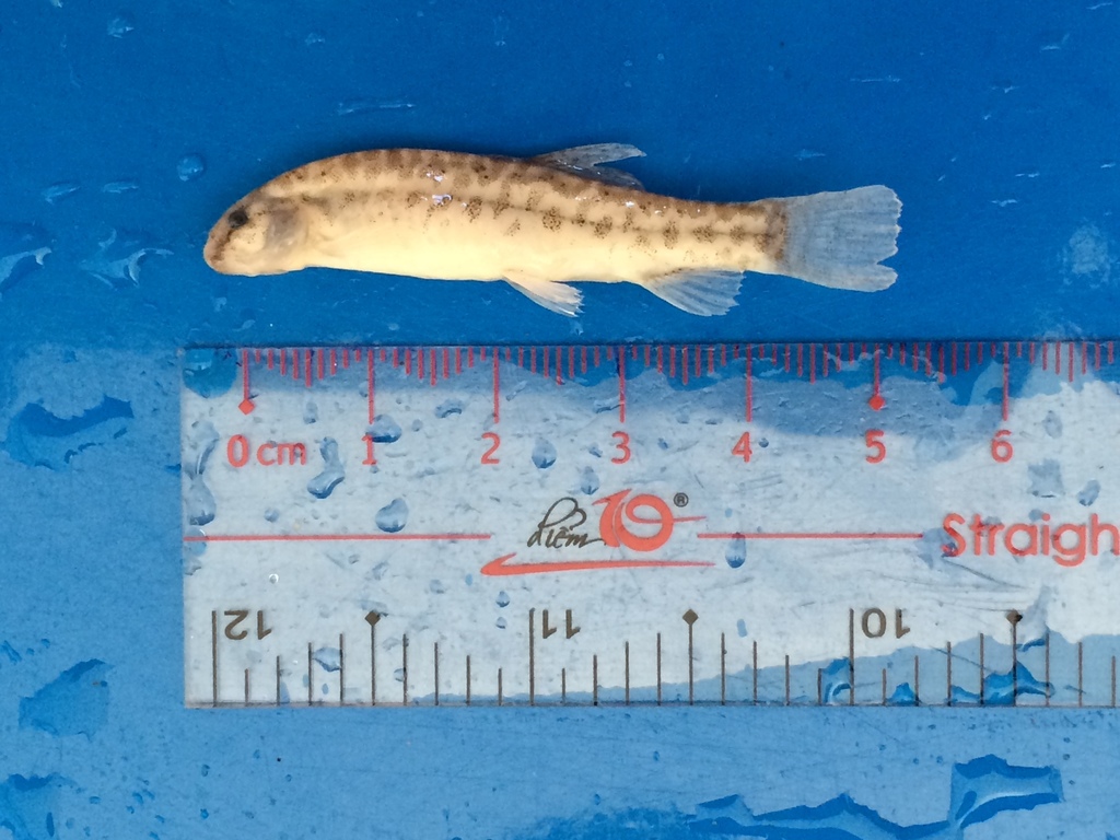 (Lepidocephalichthys hasselti) - Marine Life Identification