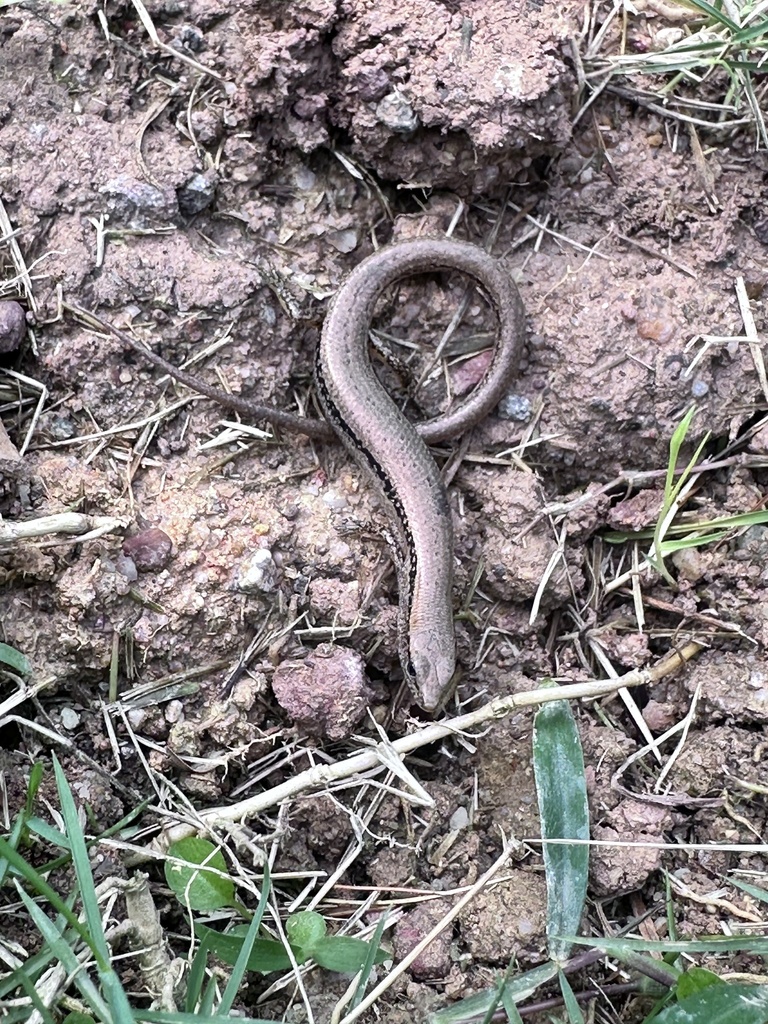 Reeves's Ground Skink from Qionghai, Hainan, CN on February 7, 2024 at ...
