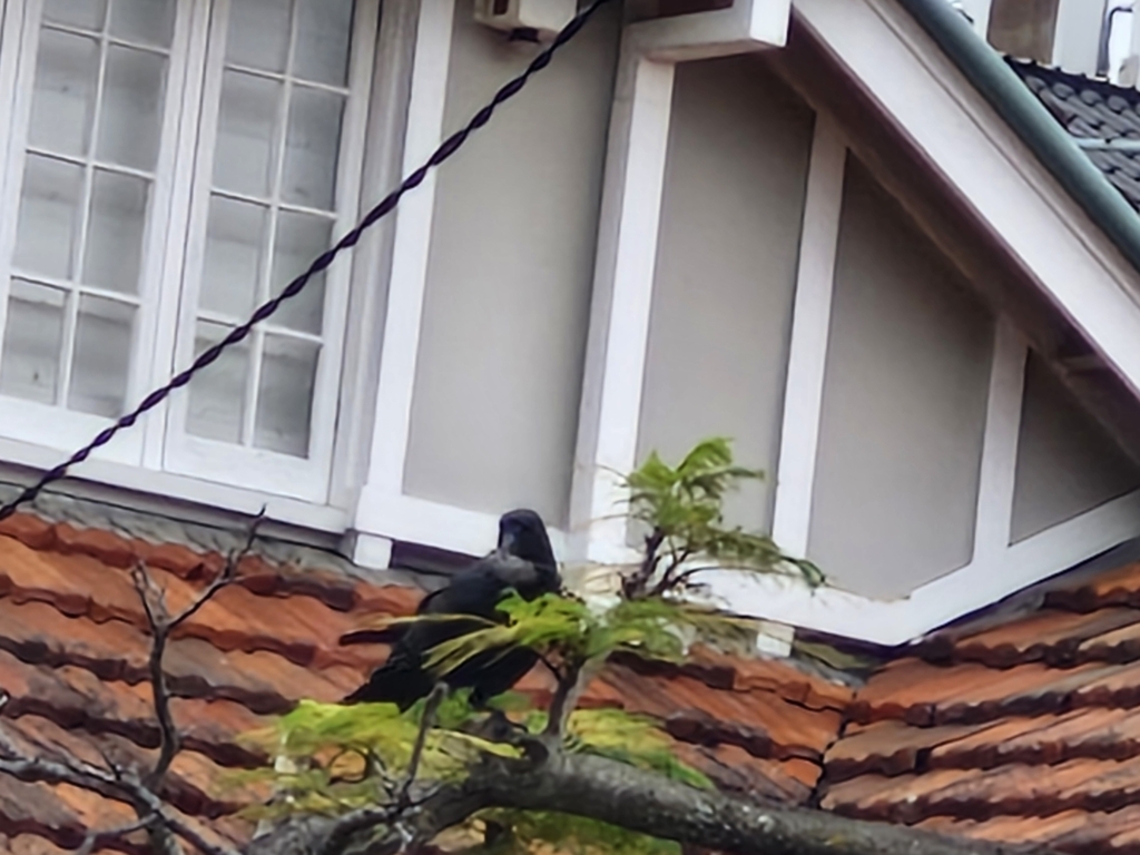 Torresian Crow from Queensland, AU on April 21, 2024 at 09:39 AM by ...