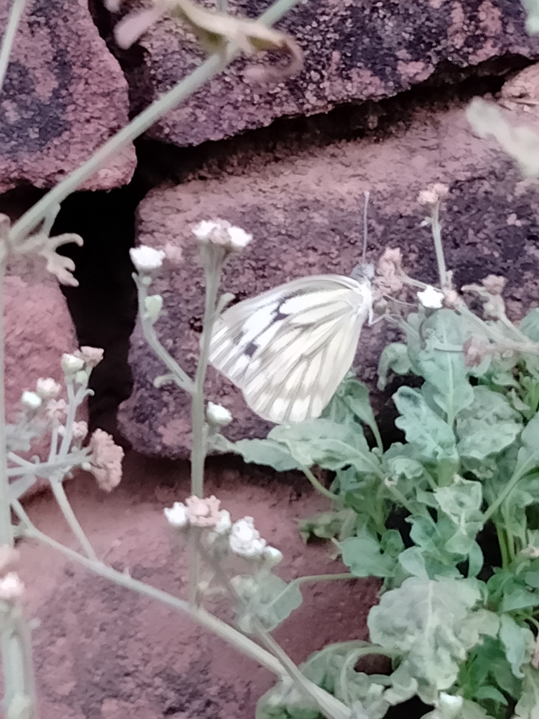 Common Gull from 299Q+68J, Pothineedipalem, Andhra Pradesh 534112 ...