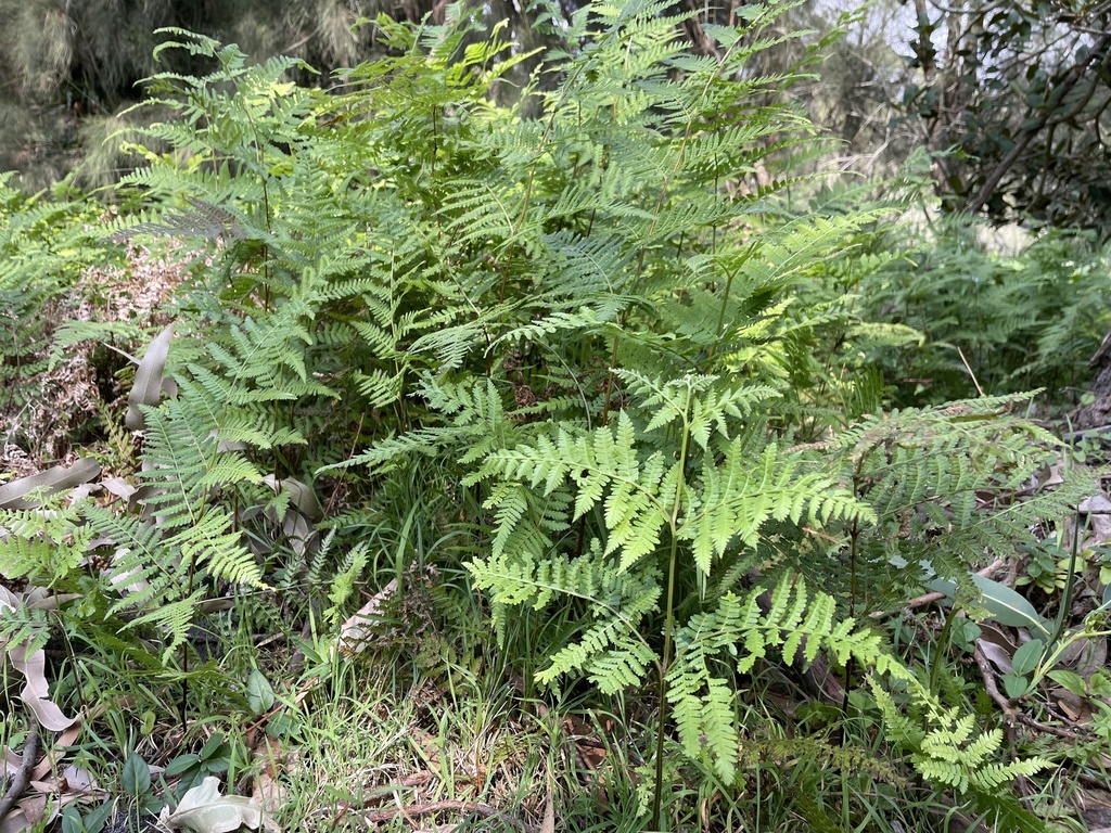 Austral Bracken from Sea Breeze La, Royal National Park, NSW, AU on ...