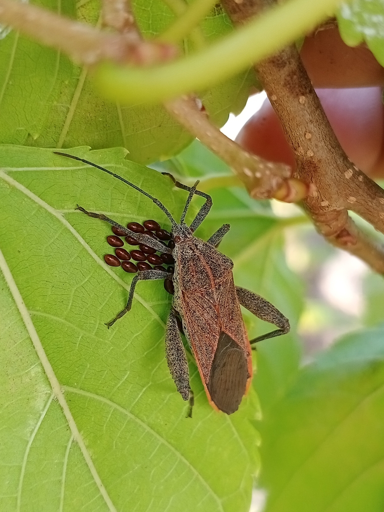 sweet potato bug from AJ 192, Mantawi St. Ajoya Subdivision, Cordova ...
