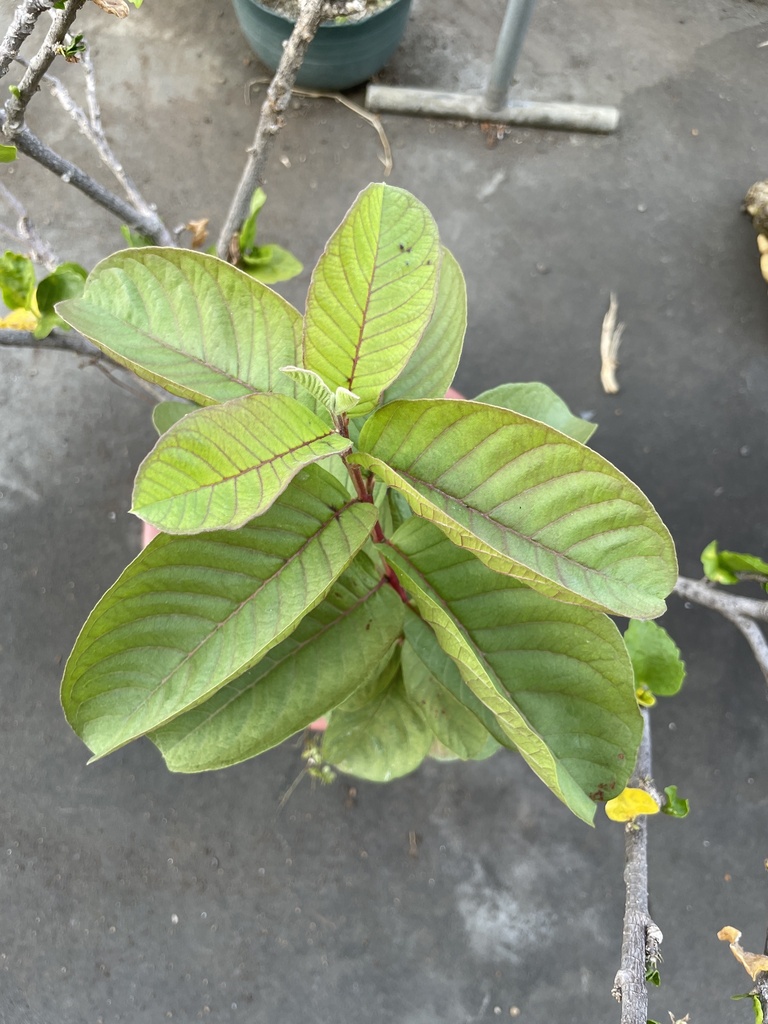 Common guava from 臺灣島, 彰化市, CHA, TW on April 21, 2024 at 04:10 PM by ...