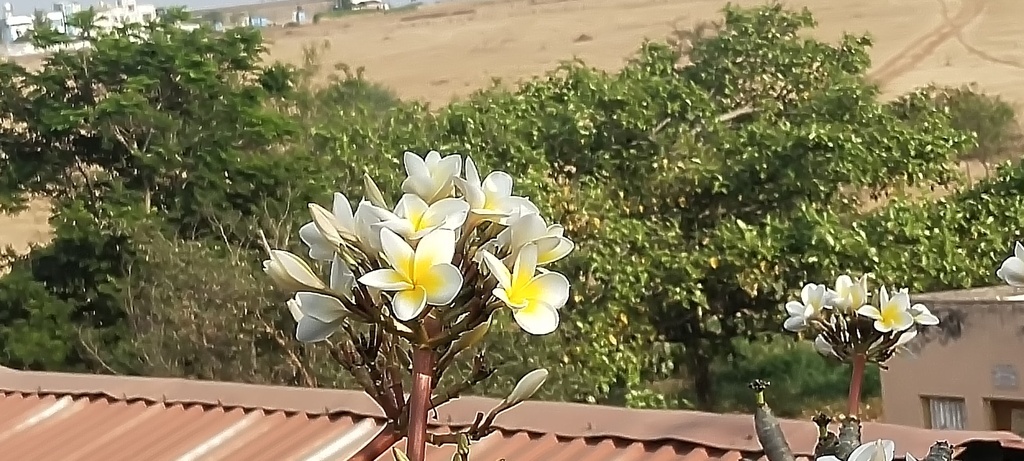 Frangipani trees from Manakapur, Maharashtra, India on February 3, 2023 ...