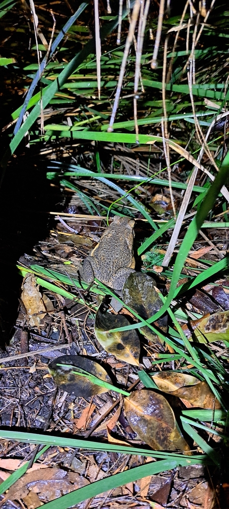 Cane Toad from Boondall QLD 4034, Australia on April 21, 2024 at 05:54 ...