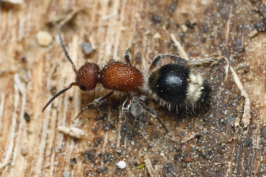 Cystomutilla ruficeps from Barcelona, España on April 20, 2024 at 03:08 ...