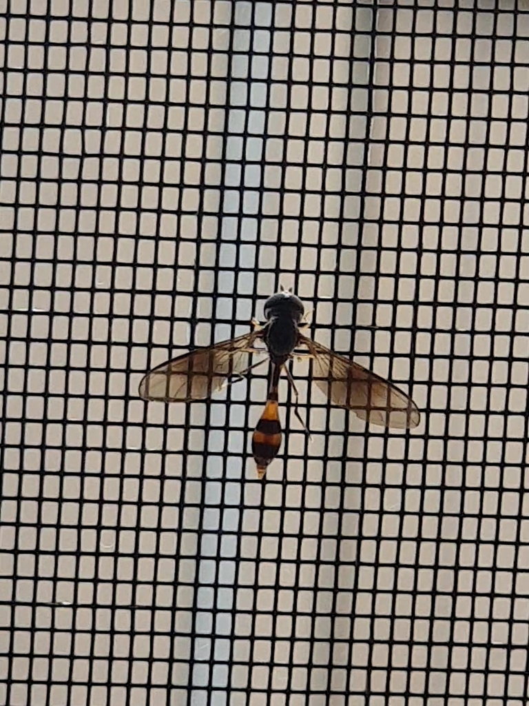 Winged and Once-winged Insects from 18 stretton drive JBT, Helensvale ...