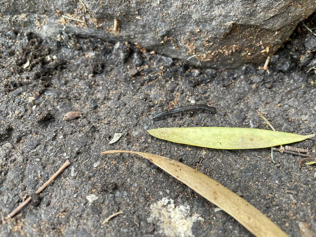 Portuguese Millipede from Adelaide Torrens River CBD on April 19, 2024 ...