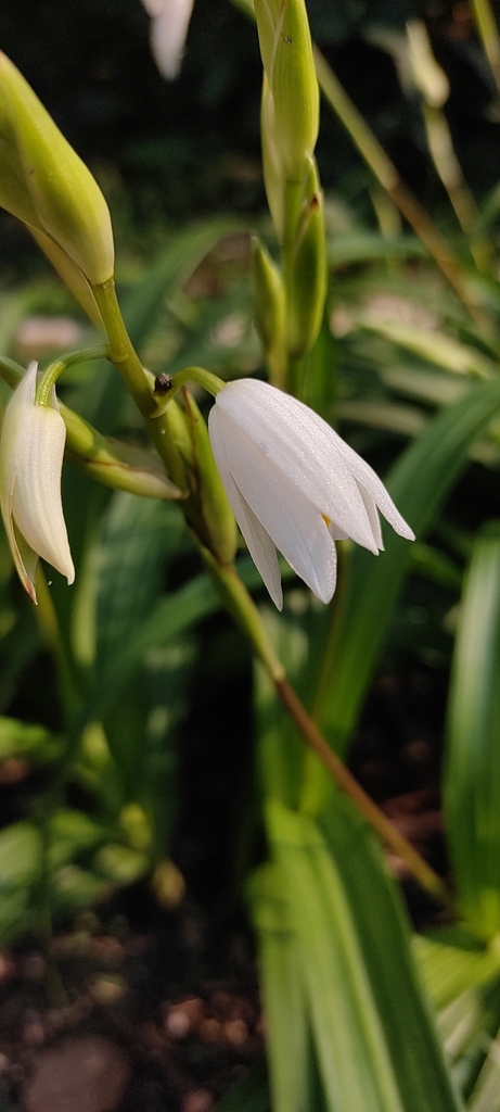 Bletilla formosana from 100台灣台北市中正區南門里 on April 21, 2024 at 04:02 PM by ...