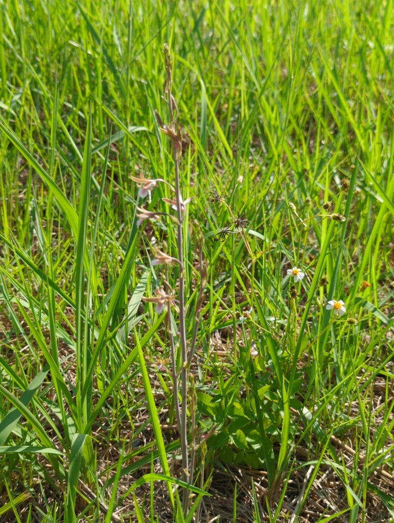 Chinese Crown Orchid in April 2024 by HY HOU · iNaturalist
