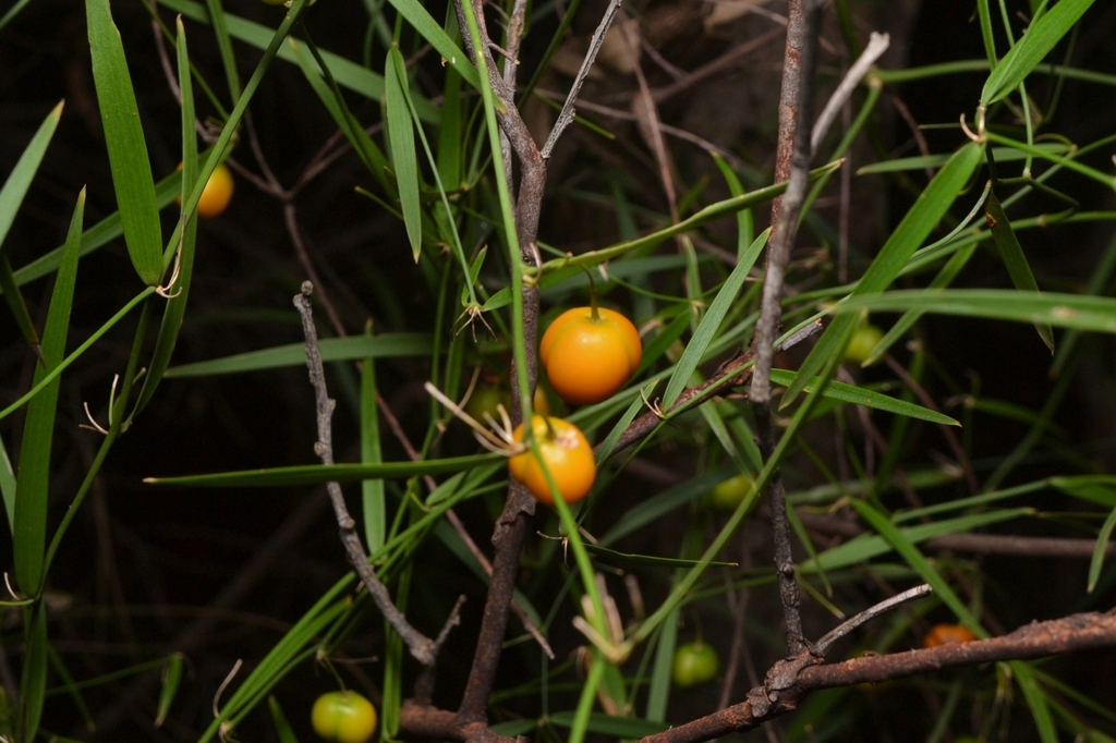 Wombat Berry from Daisy Hill QLD 4127, Australia on April 17, 2024 at ...