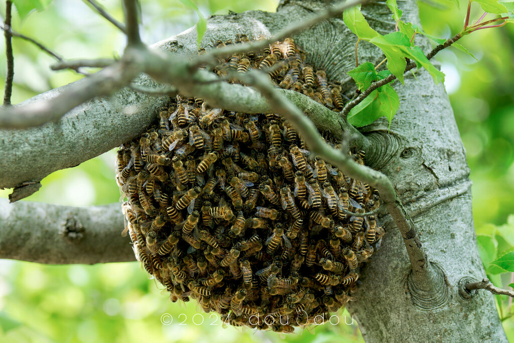 Asian Honey Bee from 中国江苏省南京市六合区横山 on April 20, 2024 at 12:53 PM by 豆豆 ...