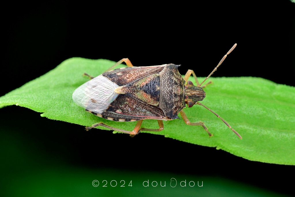 Udonga spinidens from 中国江苏省南京市六合区横山 on April 20, 2024 at 03:06 PM by ...