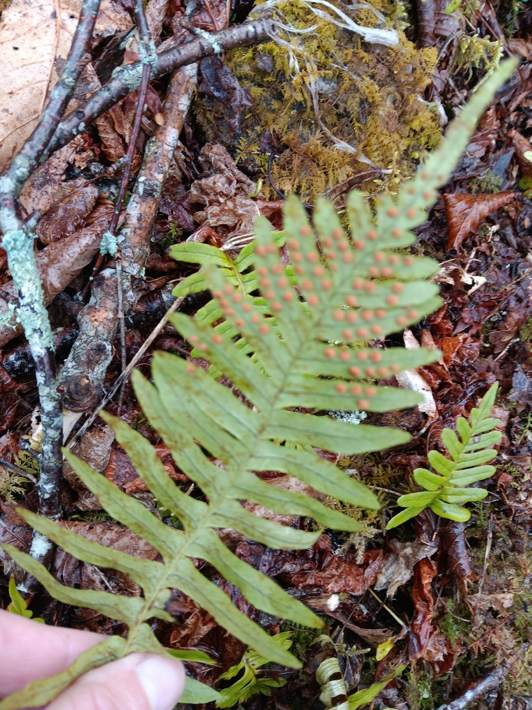 polypody ferns from Haywood County, US-NC, US on April 20, 2024 at 10: ...