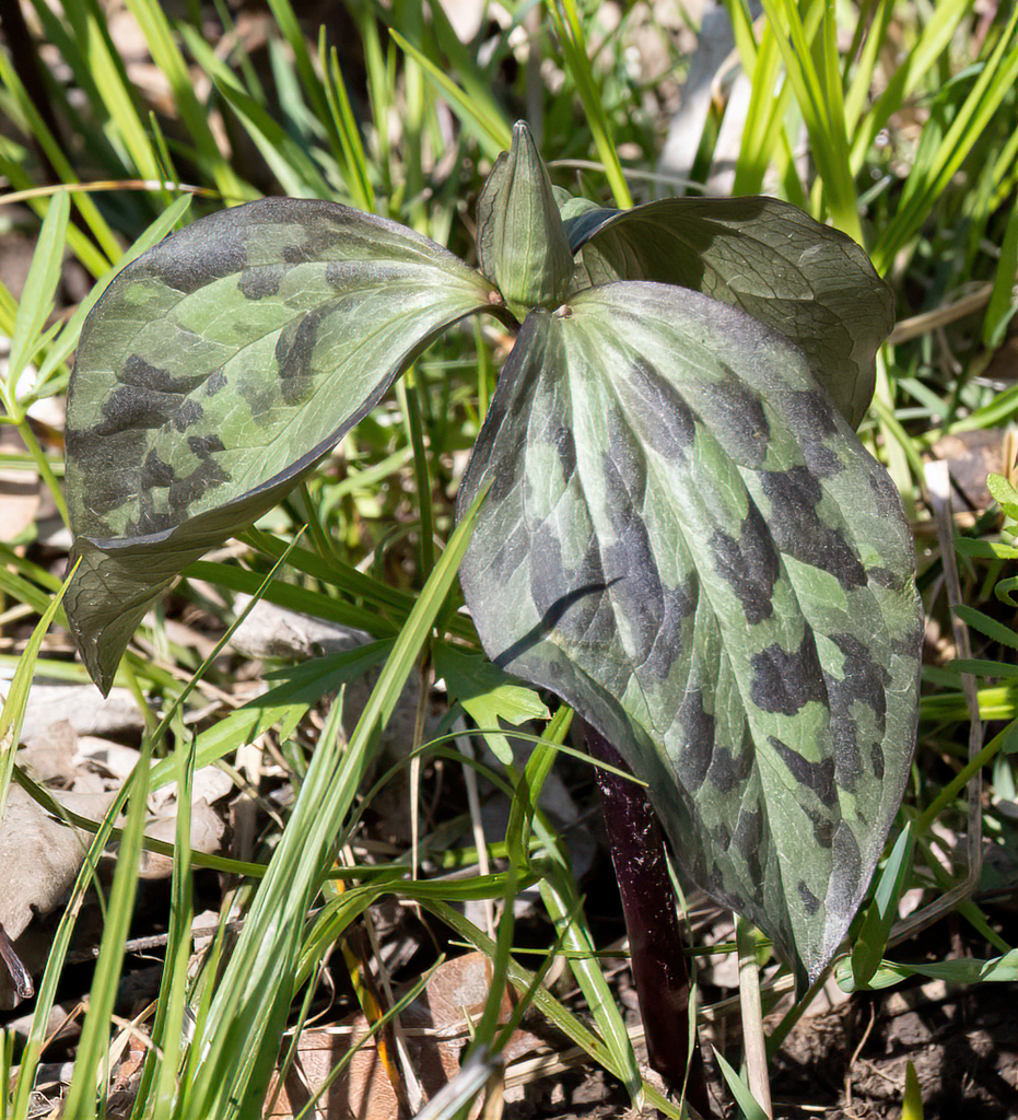 toadshade from Shimek State Forest-Croton Unit on April 13, 2024 at 11: ...