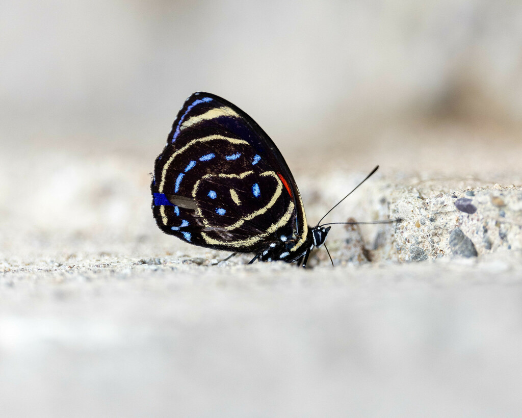 Callicore astarte patelina from El Puente, Departamento de Cortés ...