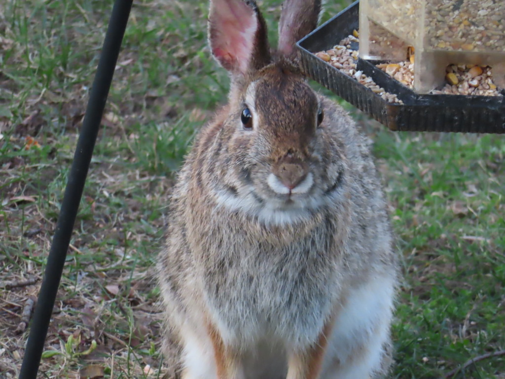 Eastern Cottontail from Port Elgin, ON N0H 2C4, Canada on April 9, 2024 ...