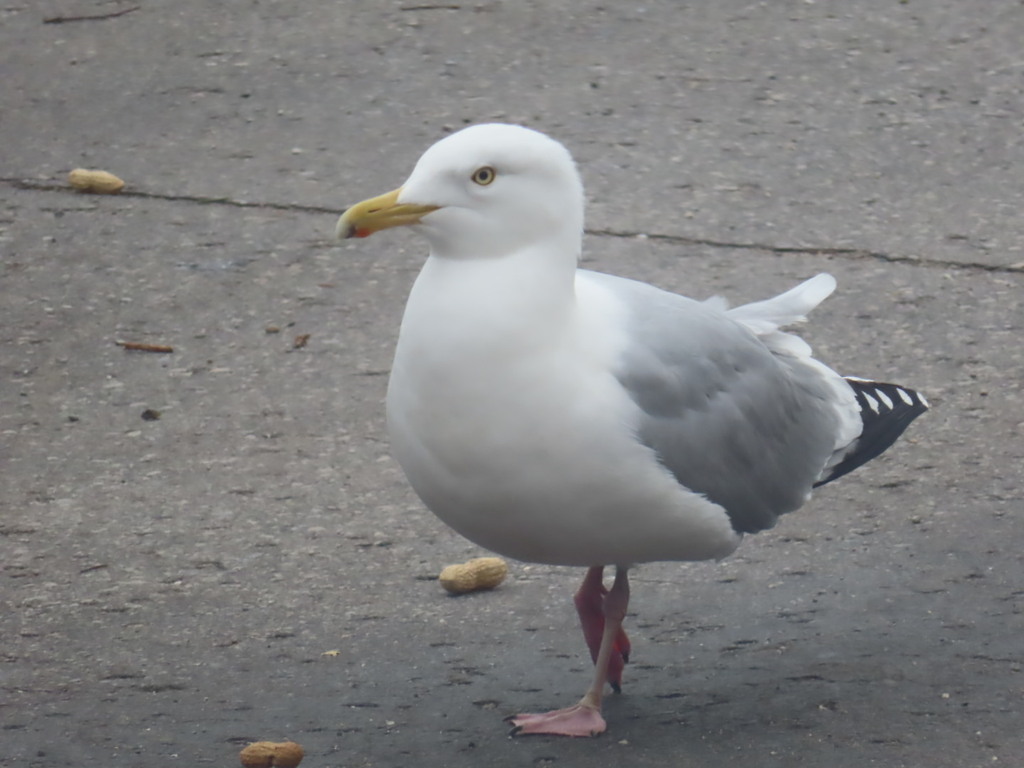 Herring Gull from Port Elgin, ON, Canada on March 27, 2024 at 04:11 PM ...