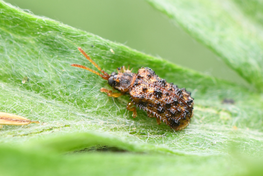 Dactylispa angulosa from 303省道, 烟台市, 山东省, CN on April 21, 2024 at 11:18 ...