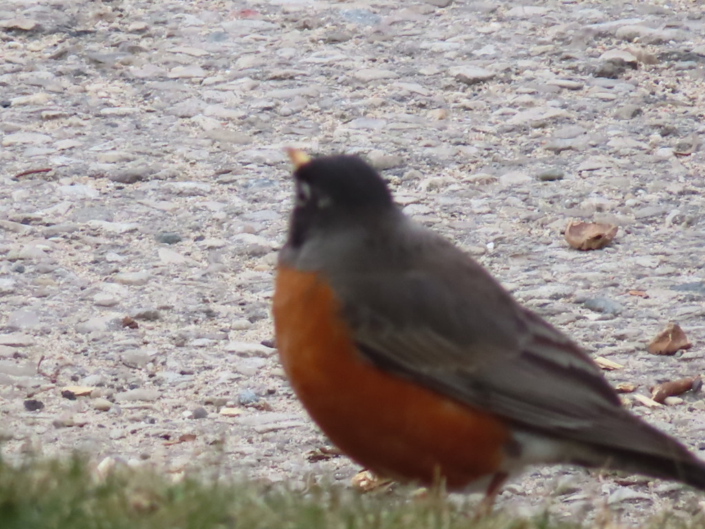 American Robin from Port Elgin, ON, Canada on April 1, 2024 at 05:19 PM ...