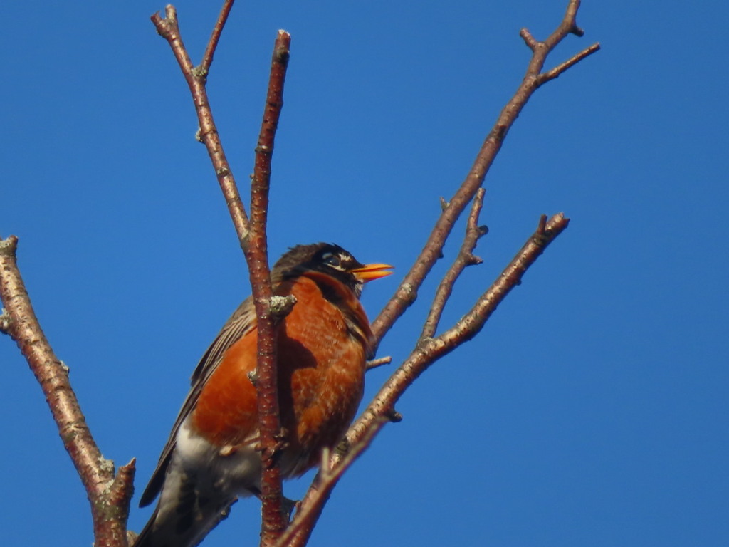 American Robin from My home on March 16, 2024 at 06:18 PM by Logan ...