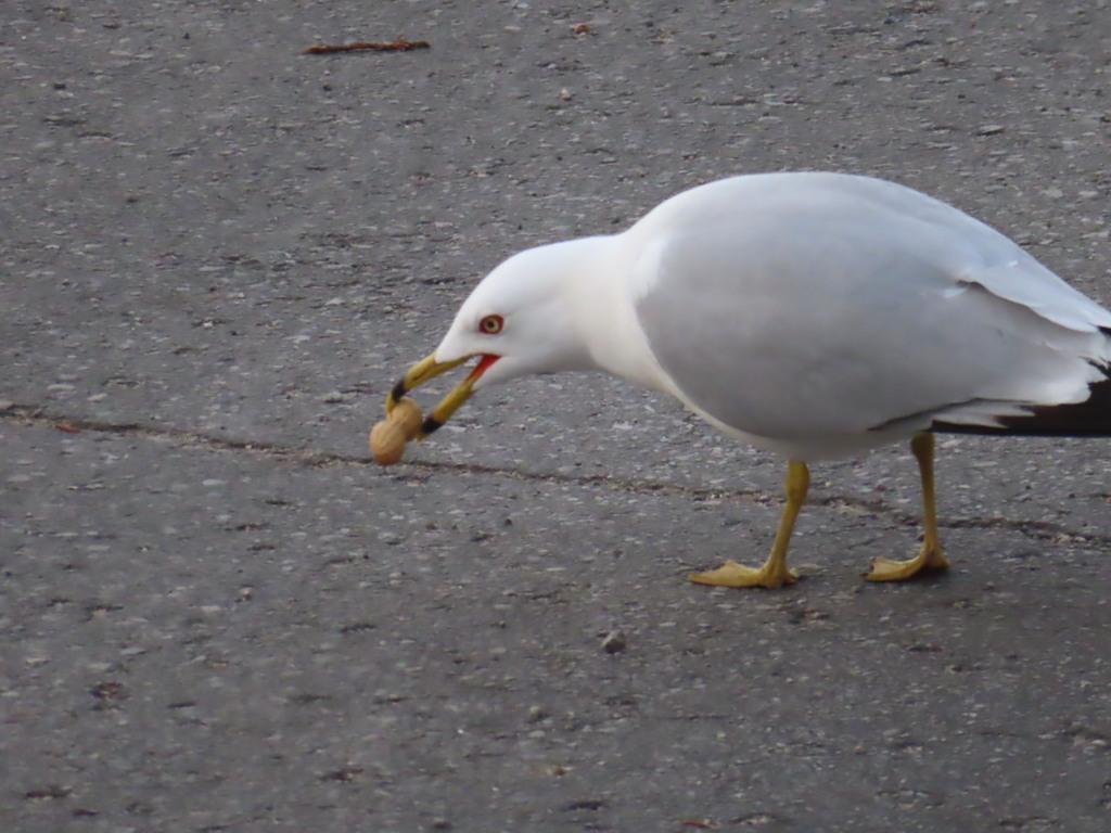 Ring-billed Gull from My home on April 10, 2024 at 06:53 PM by Logan ...