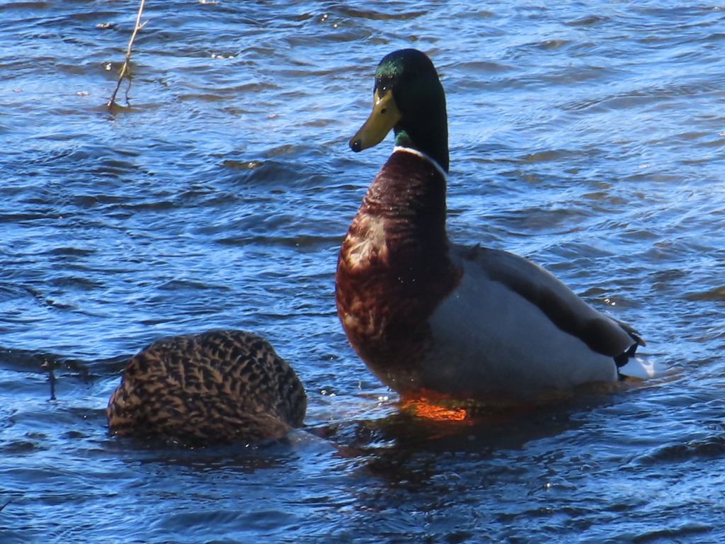 Mallard from Bruce County, ON, Canada on April 7, 2024 at 12:16 PM by ...
