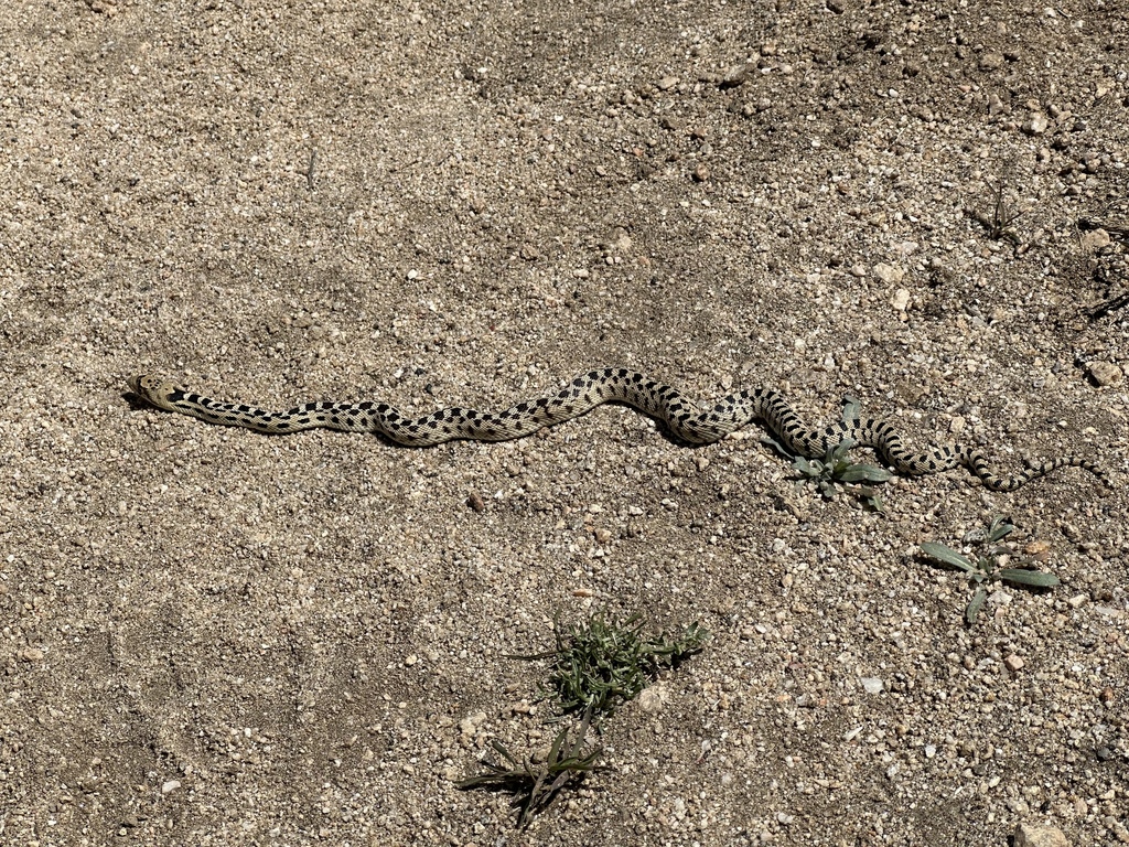 Gopher Snake from Joshua Tree National Park, Desert Hot Springs, CA, US ...