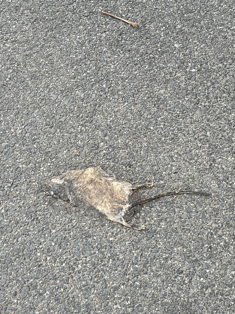 Brown Rat from Gravelly Point, Arlington, VA, US on April 21, 2024 at ...