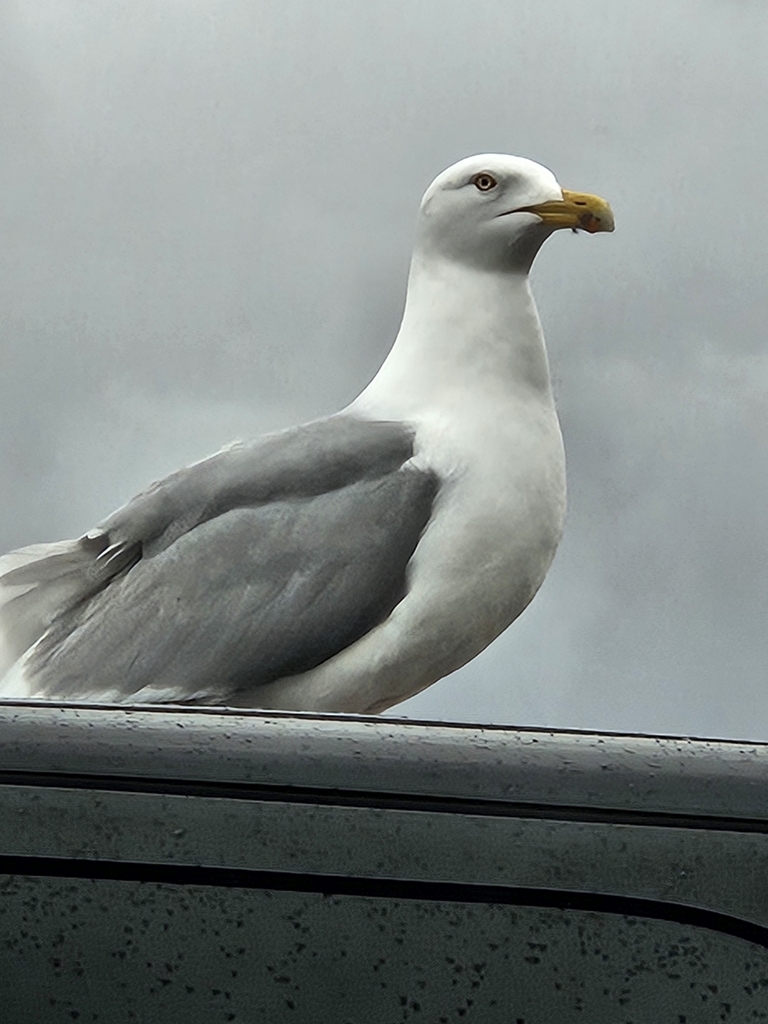 Herring Gull from Owen Sound, ON N4K 6N7, Canada on April 20, 2024 at ...