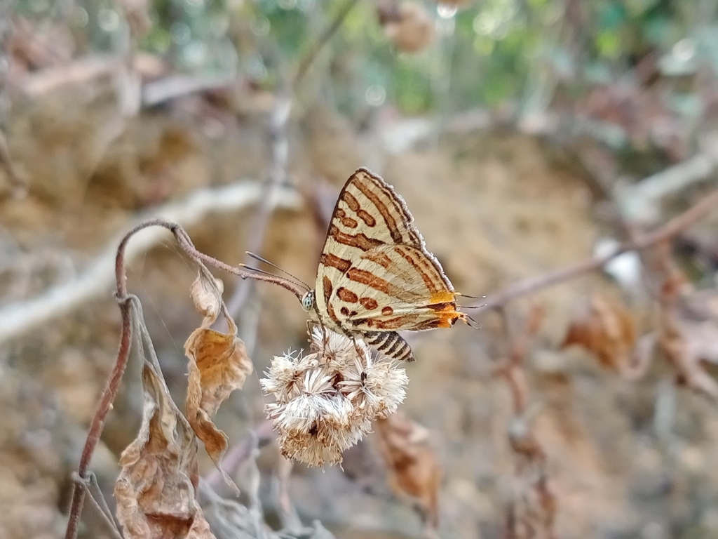Club Silverline from Lamlongei-Shiv Mandir Trail, Imphal, Manipur ...