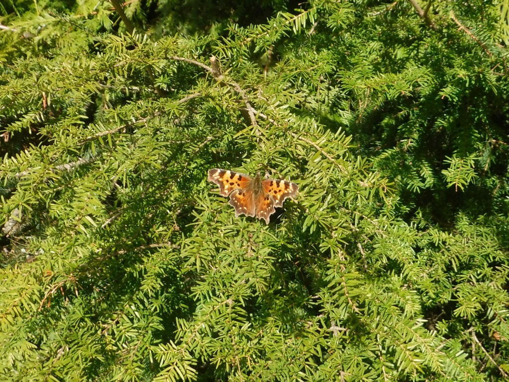 Green Comma from Columbia-Shuswap, BC, Canada on April 19, 2024 at 04: ...